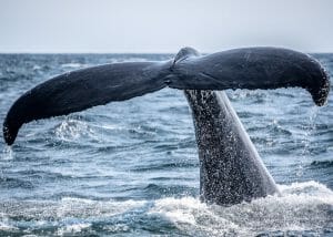 What is a Whale in Stocks? Unveiling 4 Stock-Picking Secrets of Whales ...